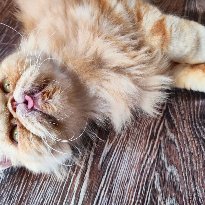 Персидский кот