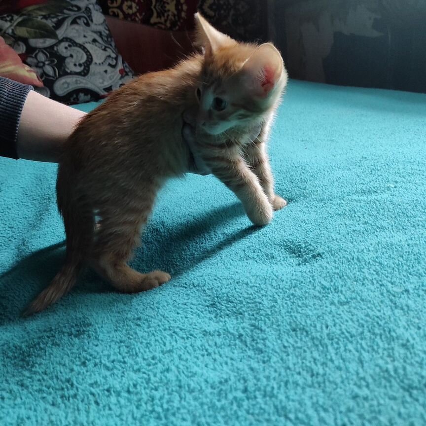 Котята