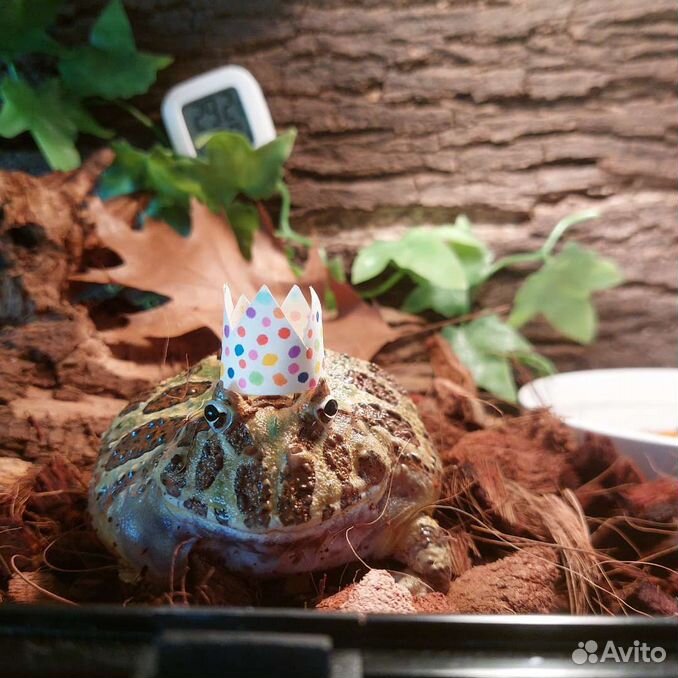 Лягушка рогатка