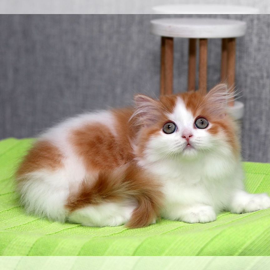 Шотландский прямоухий длинношёрстный котёнок