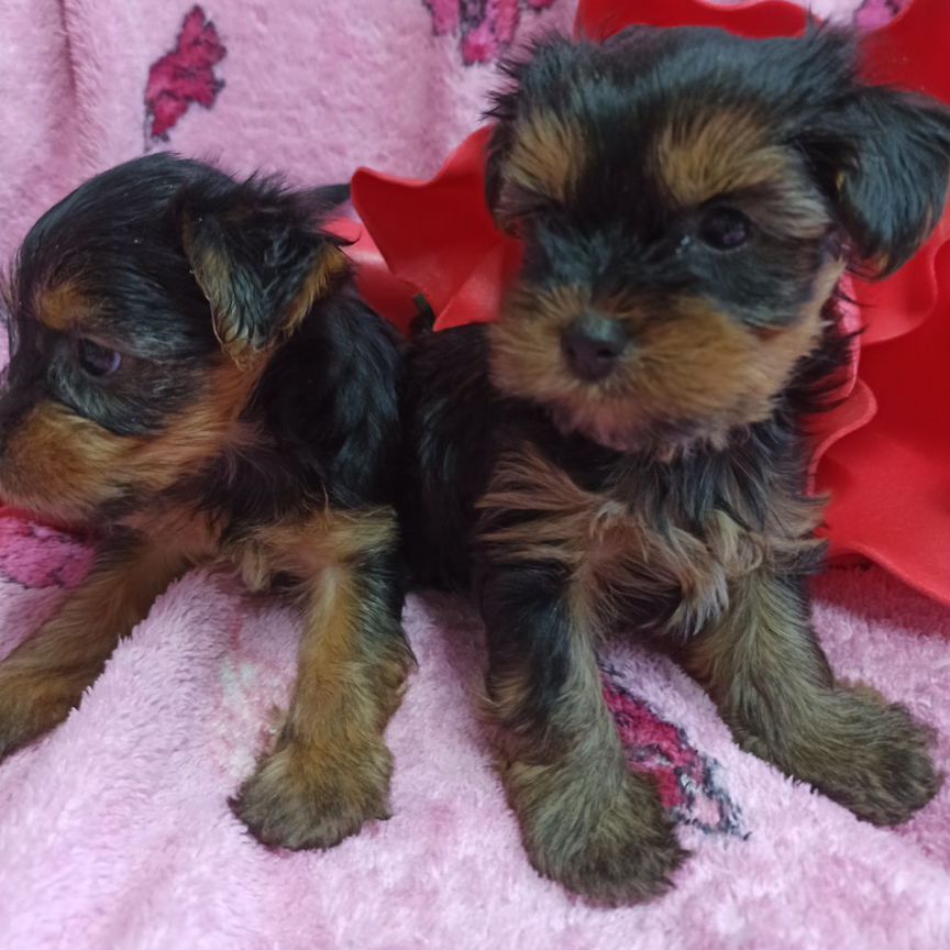 Йоркширский терьер, щенок