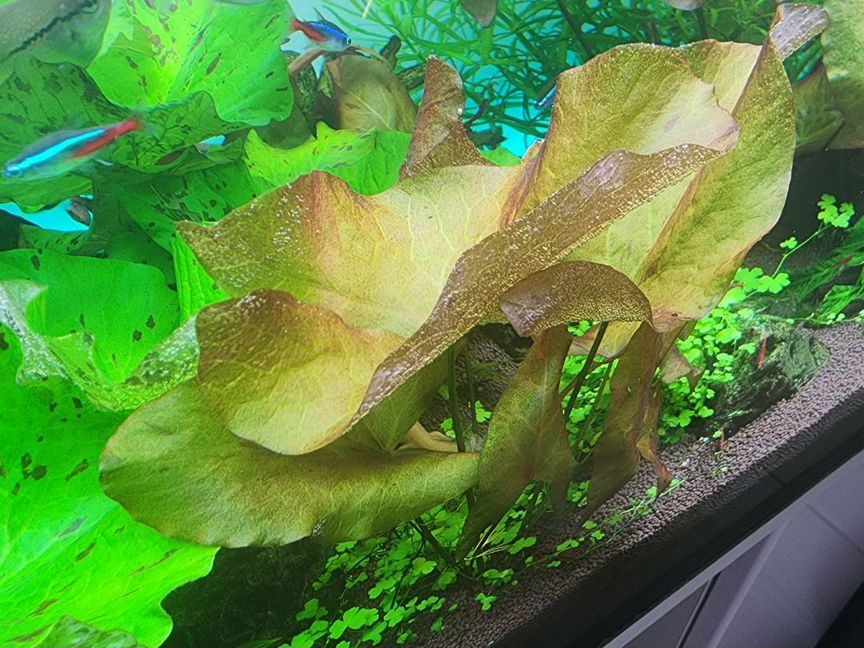 Нимфея красная