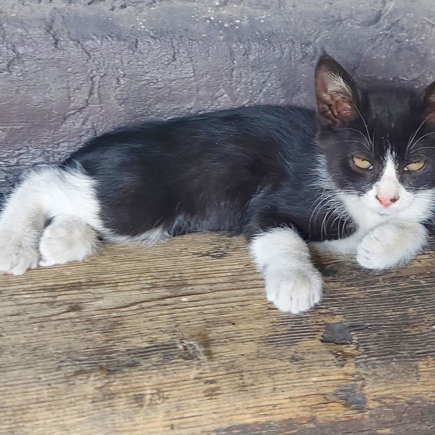 Продаётся котёнок