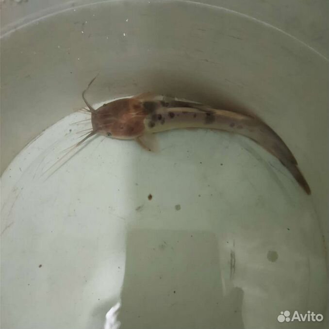 Сомик мешкожаберный