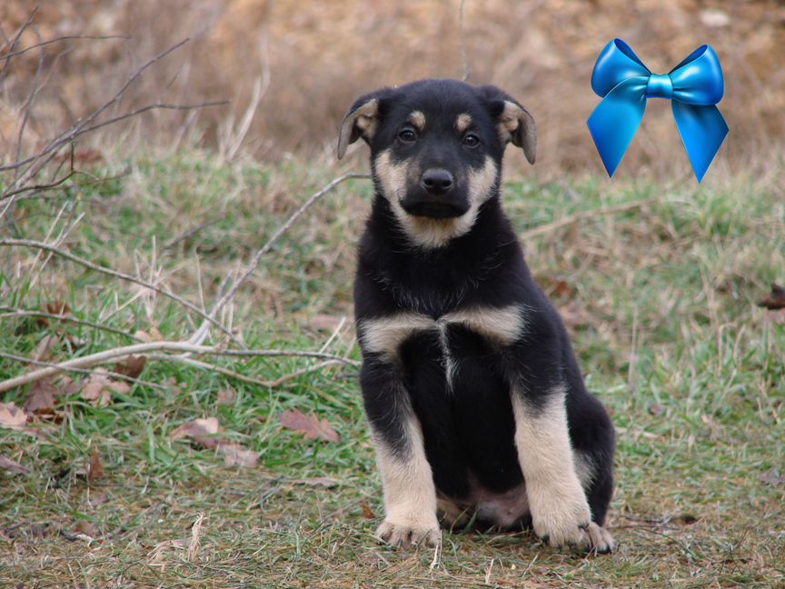 Щенки в добрые руки