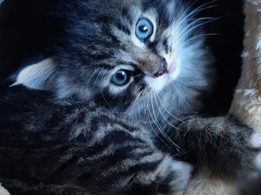 Котёнок Каспер