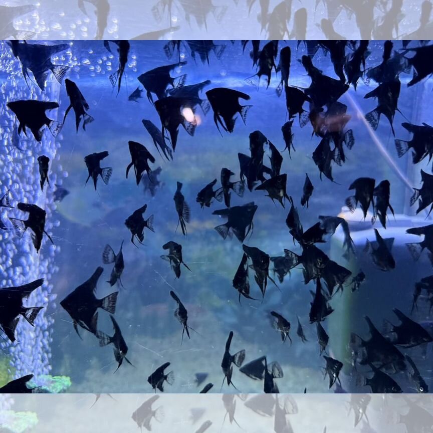 Аквариумные рыбки