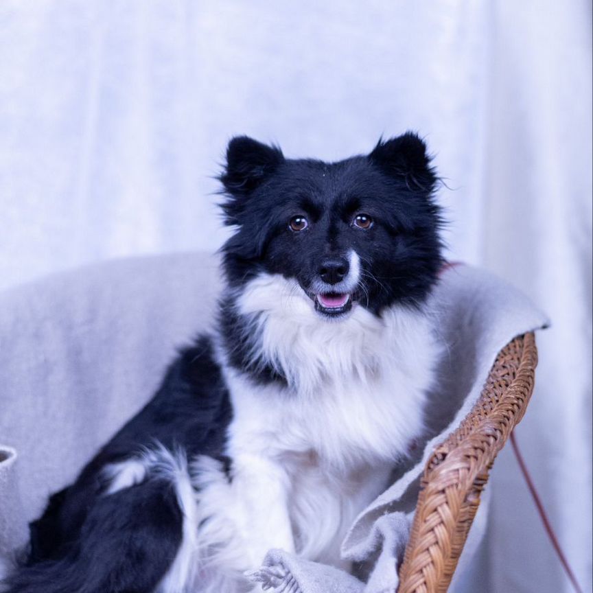 Взрослый пёс в добрые руки