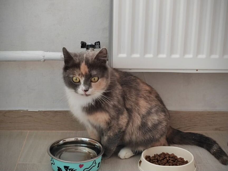 Кошка в дар