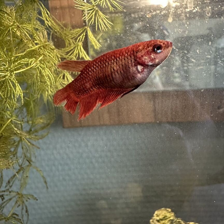 Рыба Петушок самка