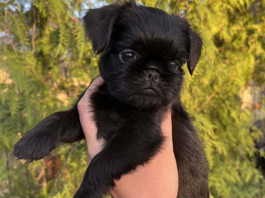 Бельгийский гриффон щенок