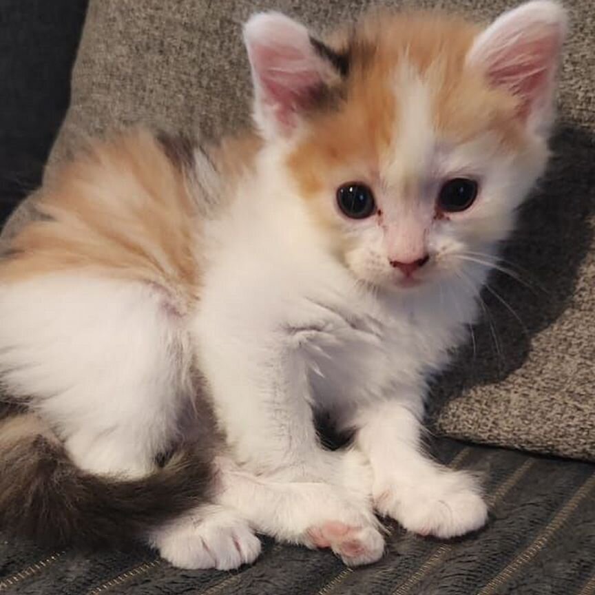 Котятки ищут дом