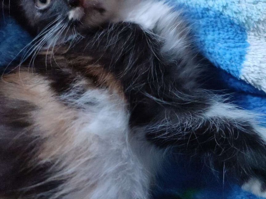 Котенок девочка