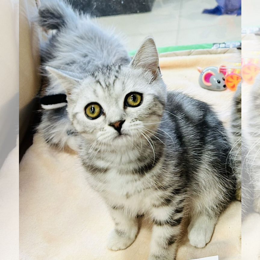 Шотландский прямоухий короткошёрстный котёнок
