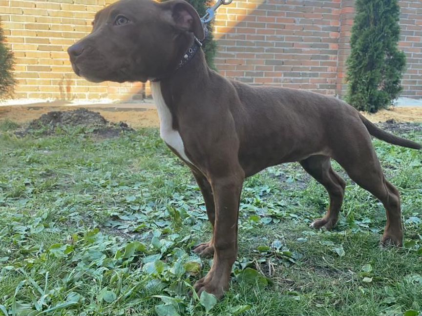 Питбультерьер