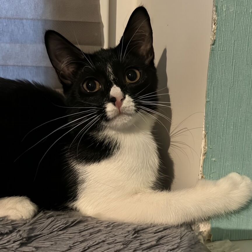 Котёнок в добрые руки