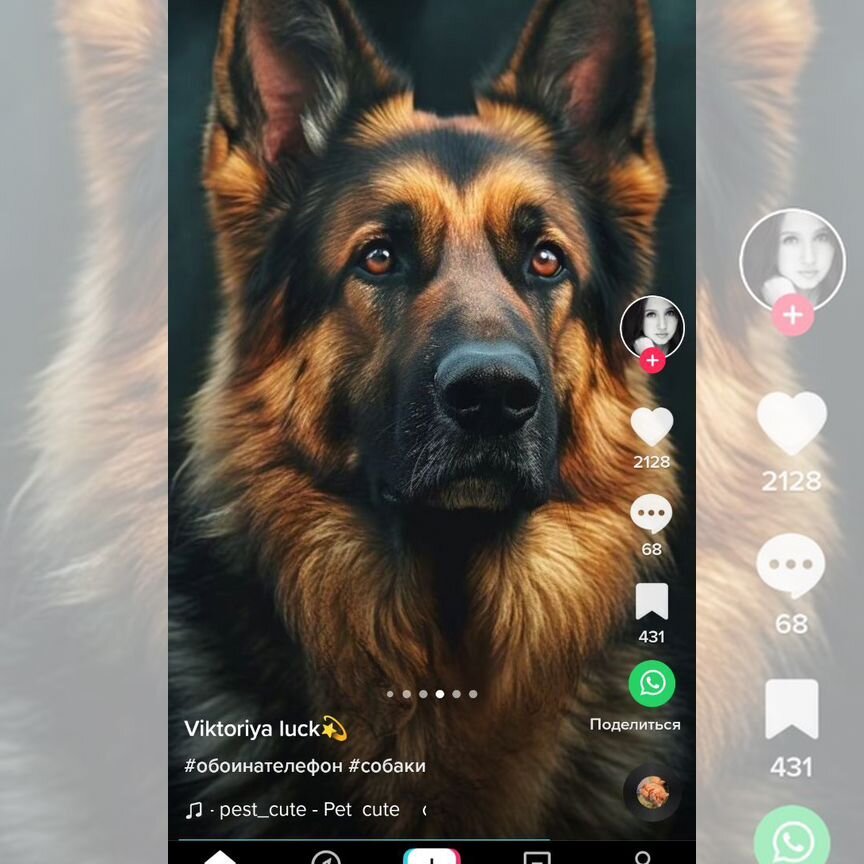 Немецкая овчарка в добрые руки