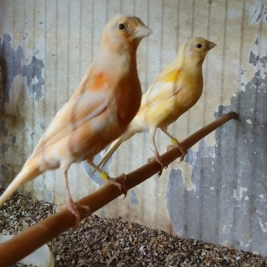 Продаются самочки-канарейки