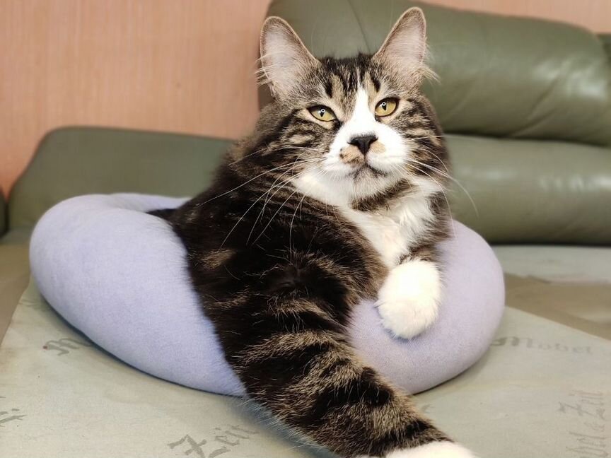 Кошка курильского бобтейла
