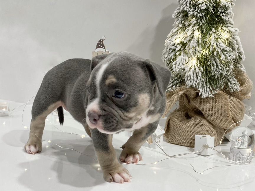 Щенок американский булли