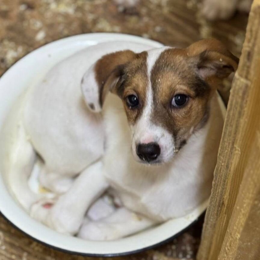 Щенок в добрые руки