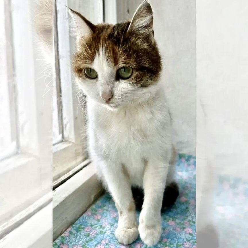 Взрослая, кошка в добрые руки