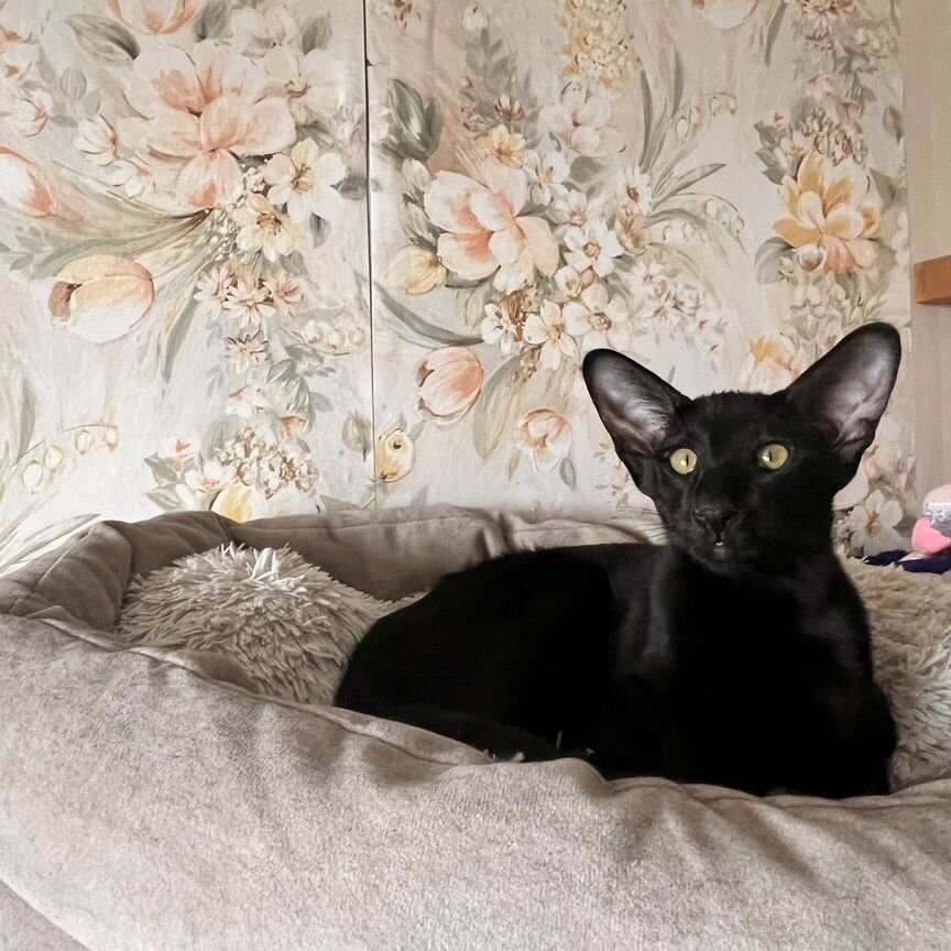 Ориентальный котёнок