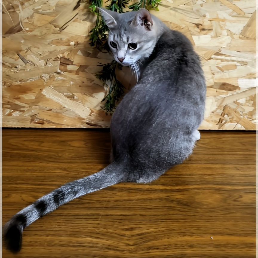 Кошечка