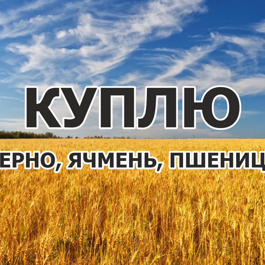 Зерно пшеница ячмень