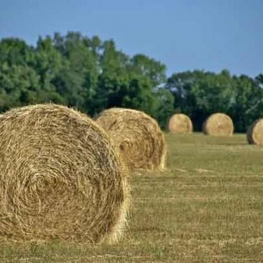 Солома овсяная