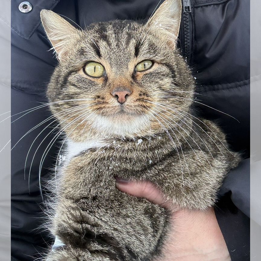 Взрослый кот в добрые руки