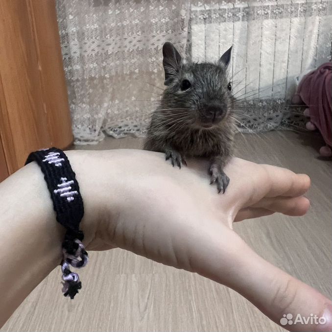 Бельчата дегу