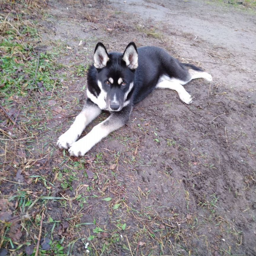 Щенок в добрые руки