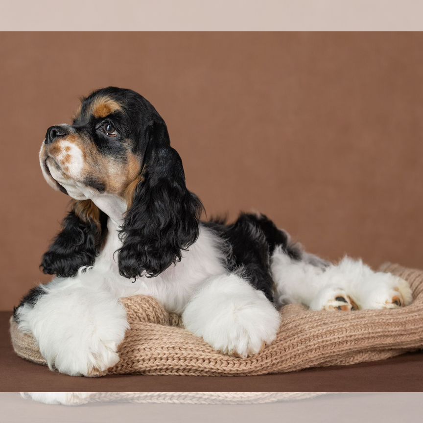 Американский кокер-спаниель, щенок