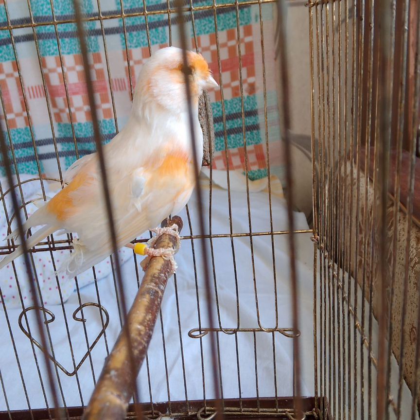 Кенарь