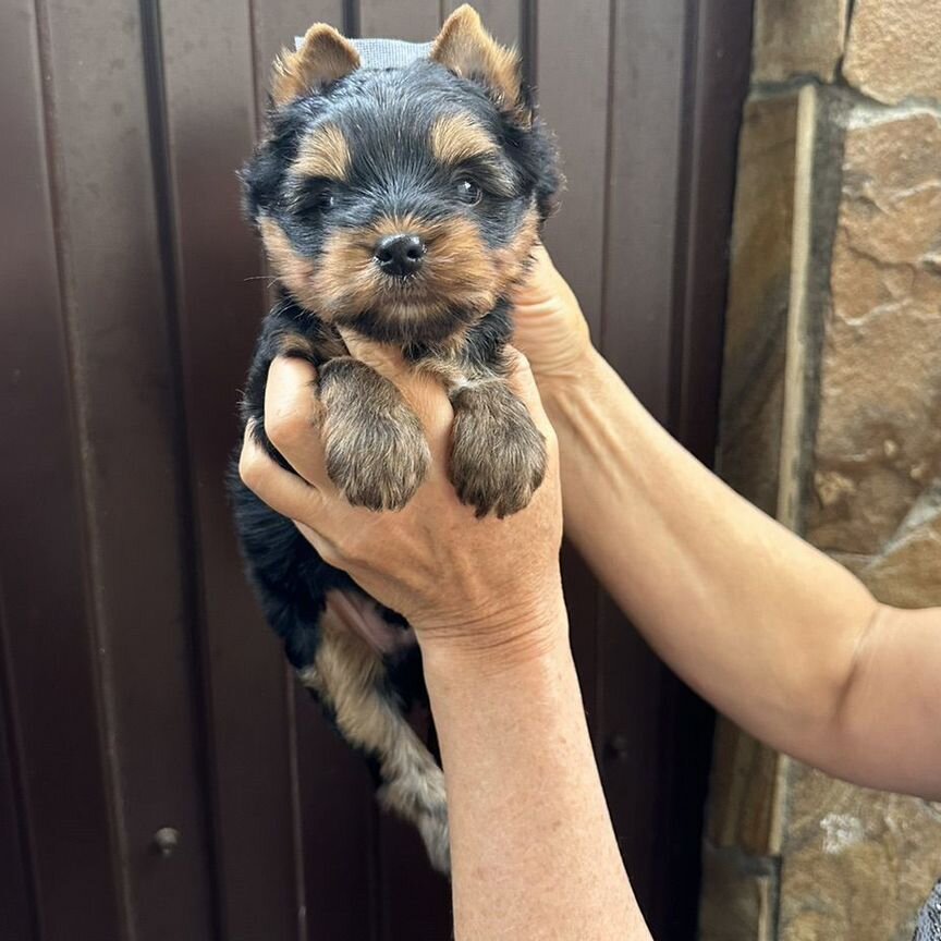 Йоркширский терьер