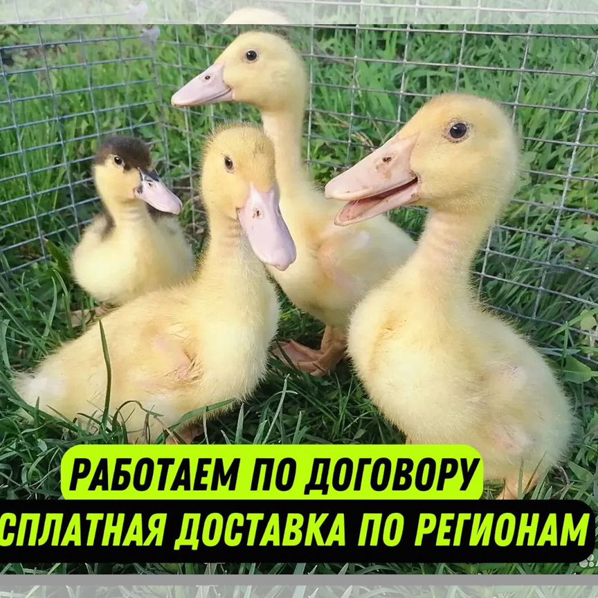 Утята оптом от 50 штук доставка бесплатная