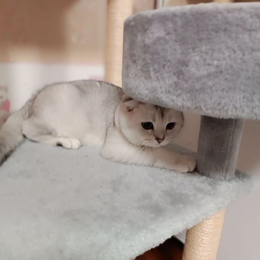 Котёнок шотландская вислоухая