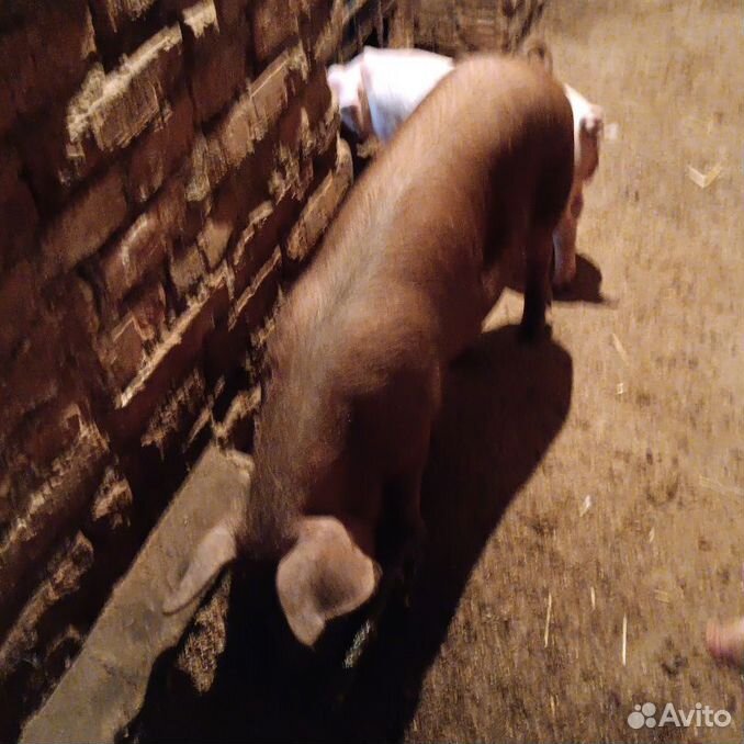 Хрячек на племя