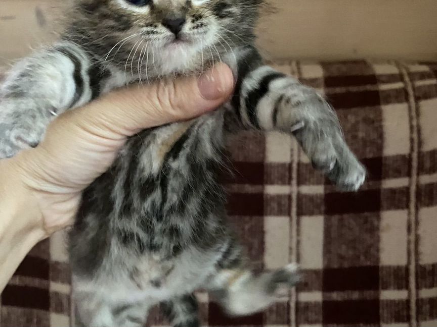 Кошка