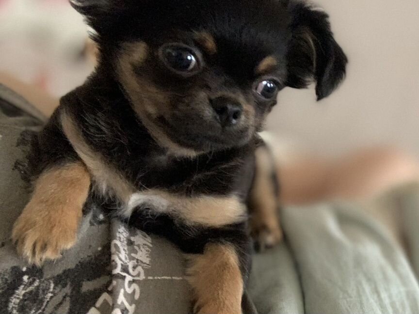 Чихуахуа девочка 5 месяцев