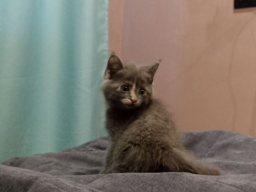 Отдам в добрые руки котёнка