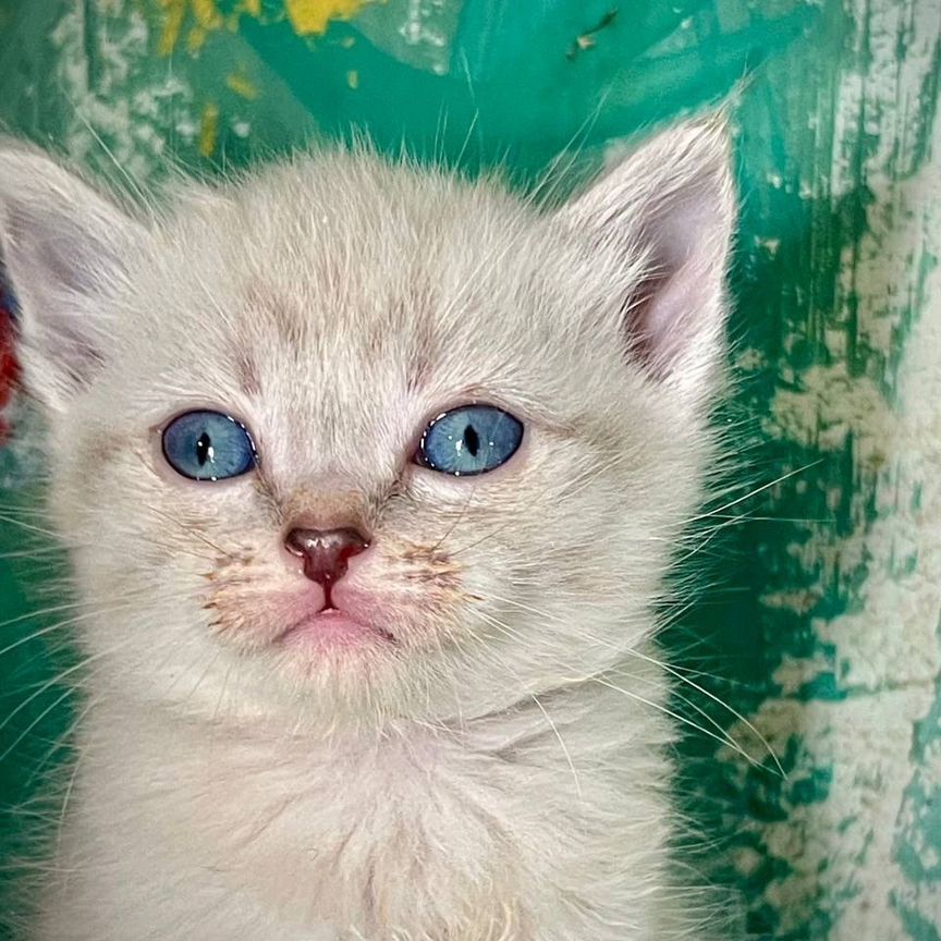 Котёнок-девочка Ромашка