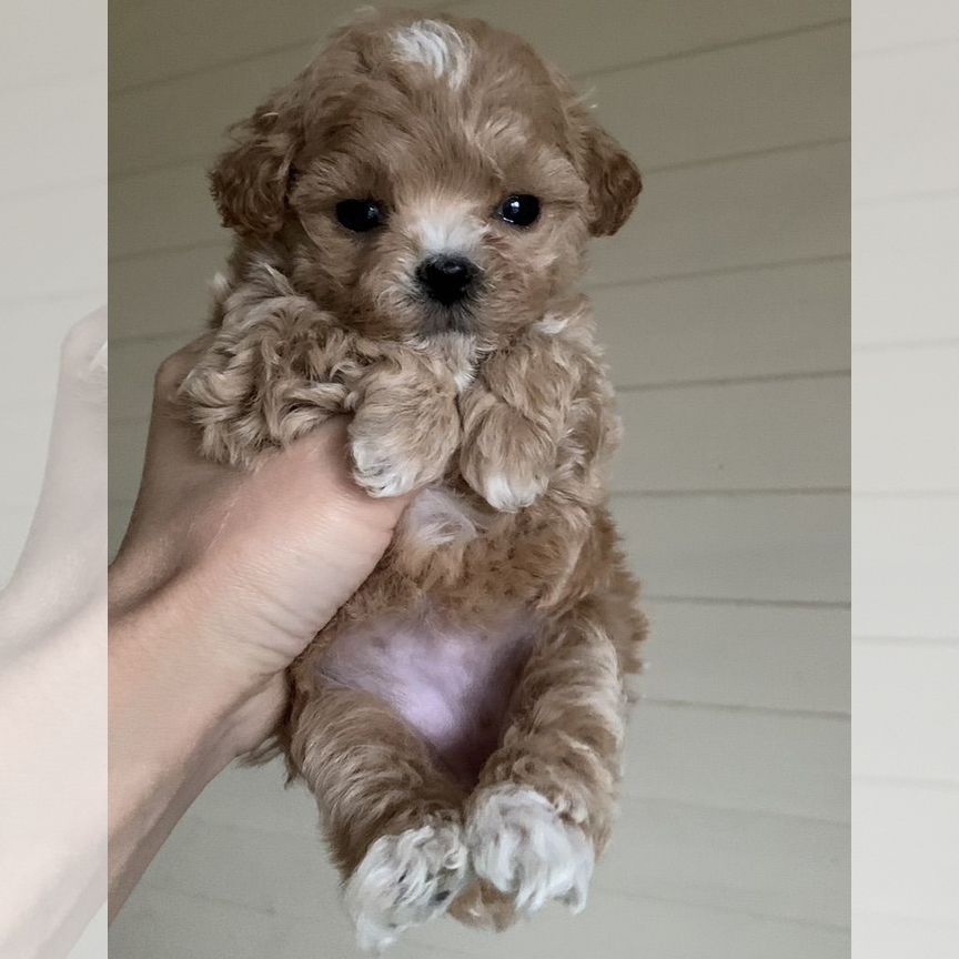 Мальтипу, щенок