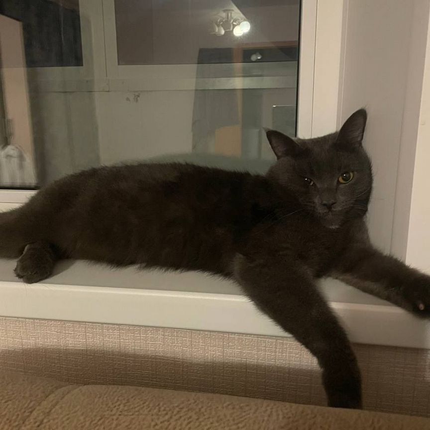 Нашли кота
