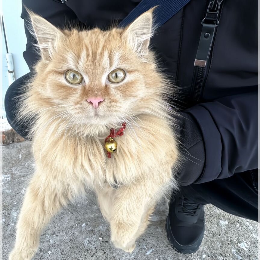 Сибирский котёнок