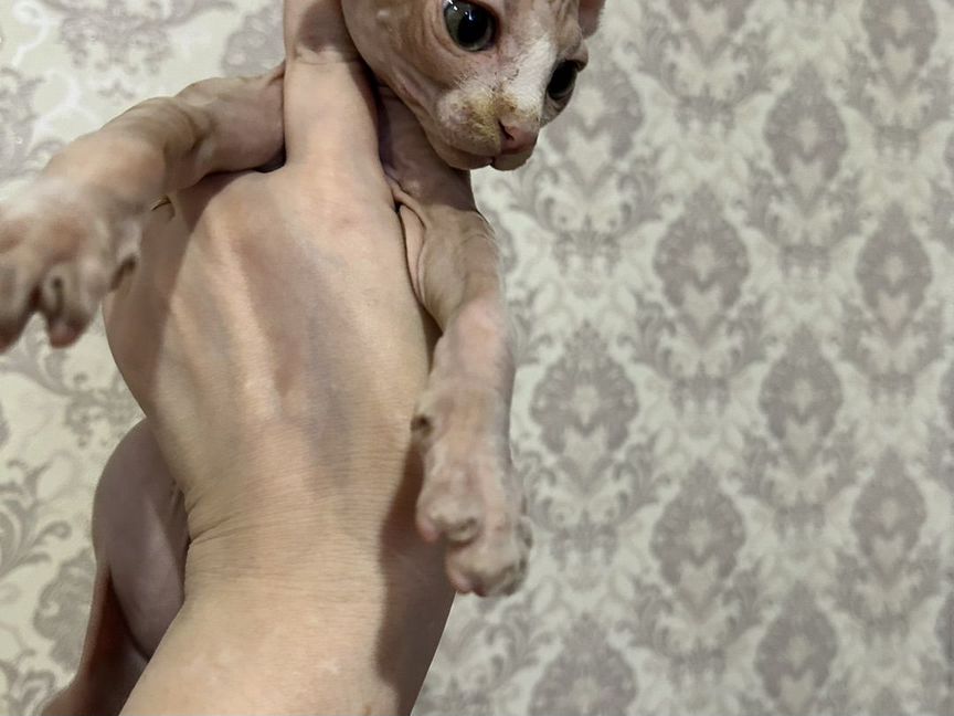 Кандский сфинкс