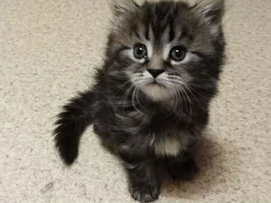 Сибирская киска