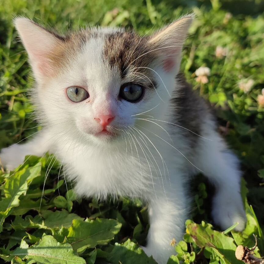 Котенок