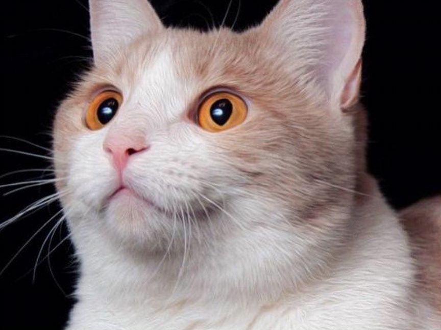 Кошка Фанта ждет своего человека